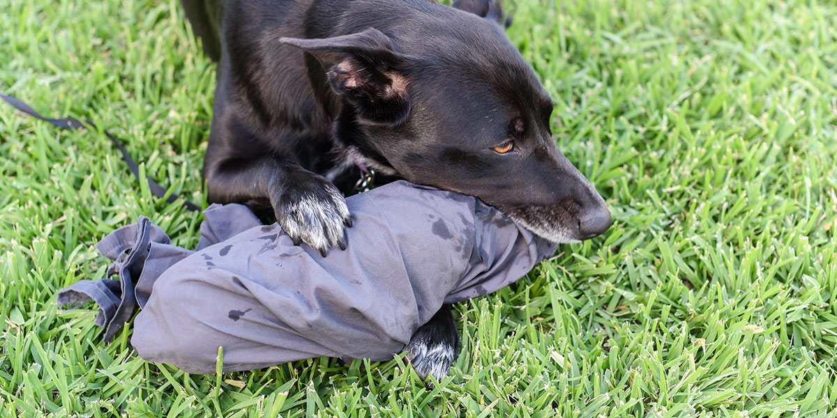 Help - my dog keeps chewing everything | Top Tips | RSPCA Queensland